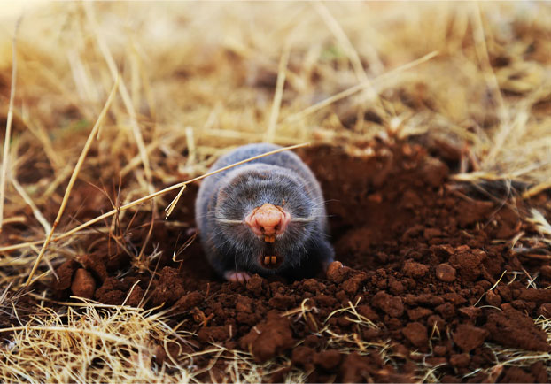 Edmond OK Mole & Gopher Pest Control - Mole & Gopher Trapping