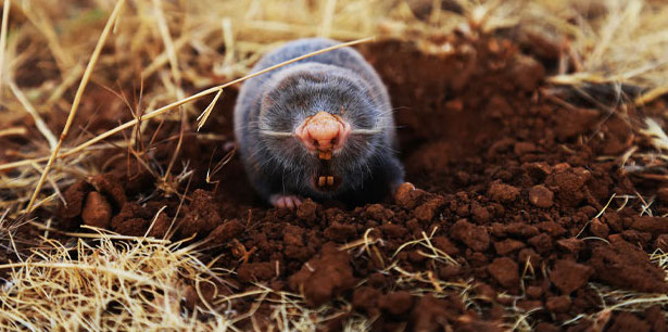 Mole & Gopher Control In Arcadia OK | Gopher & Mole Trapping